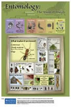 Entomology: The Study of Insects