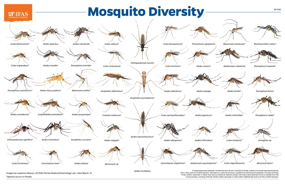Mosquito Identification Chart Cleveland's Mosquito Days Are Buzzing In