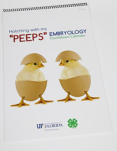 Hatching with My "Peeps": Embryology Countdown Calendar