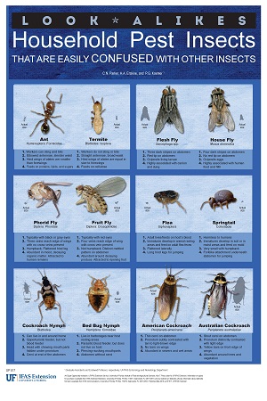 Household Pests Identification