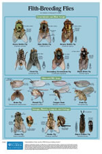 Filth-Breeding Flies