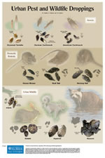 Urban Pest and Wildlife Droppings