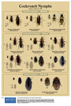 Cockroach Nymphs