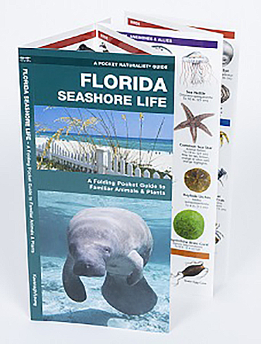Florida Seashore Life - A Folding Pocket Guide to Familiar Species